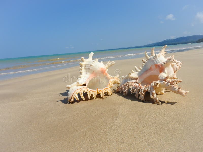 Seashell on the Sandy Beach Stock Image - Image of seashell, beach ...