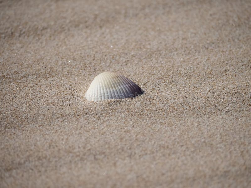 Seashell on a Sandy Natural Beach for Background Stock Photo - Image of ...