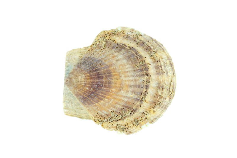 Seashell. Sash stock photo. Image of isolated, closeup - 163623176