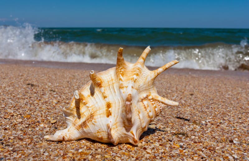 Seashell on sea stock image. Image of starfish, ocean - 33537257