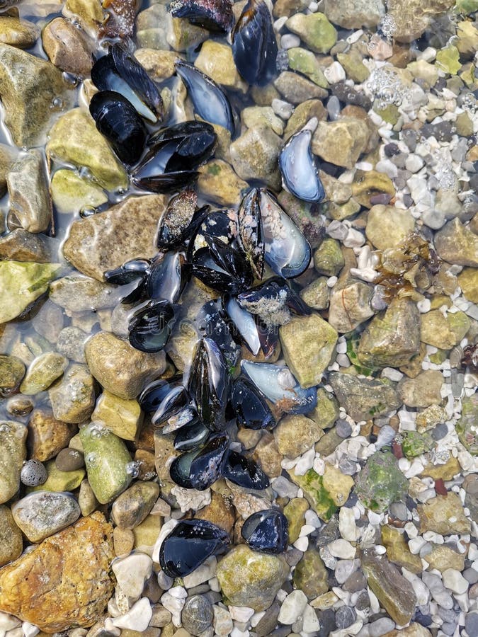 Seashell Sea Rocks Open Close Stock Image - Image of close, open: 248057163