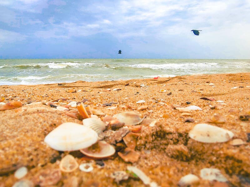 Seashell and Beach with Sky Stock Image - Image of coast, cloud: 252873511
