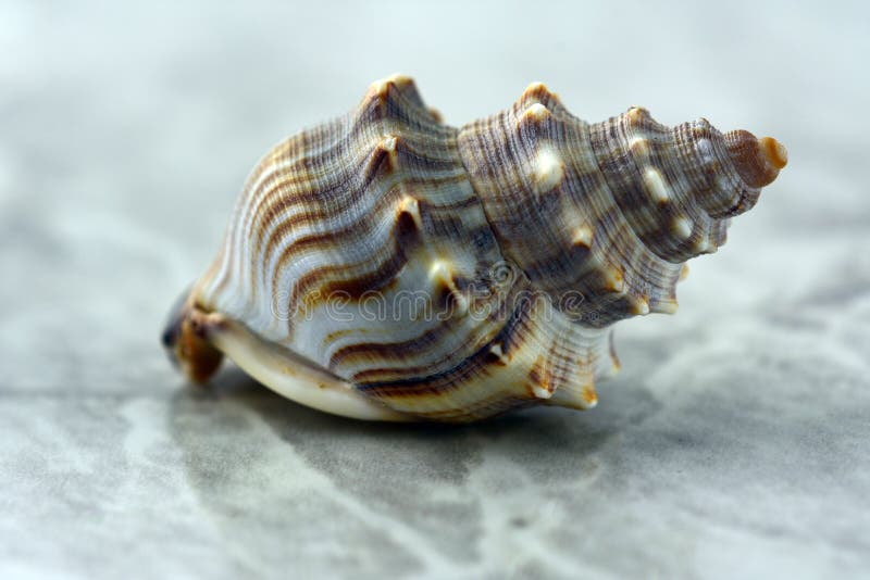 A Close Up on a Sea Shell on a Marble Surface. Lovely Texture of the ...