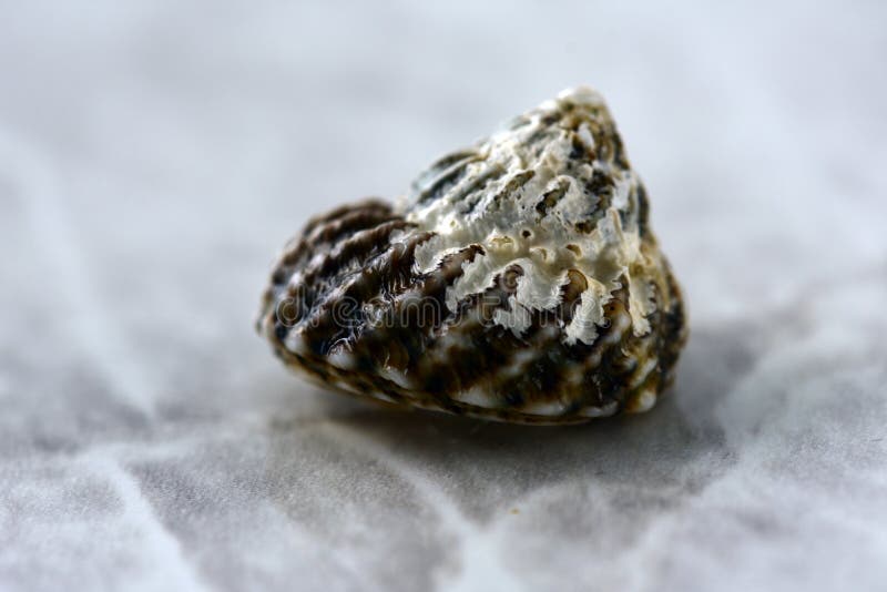 A Close Up on a Sea Shell on a Marble Surface. Lovely Texture of the ...
