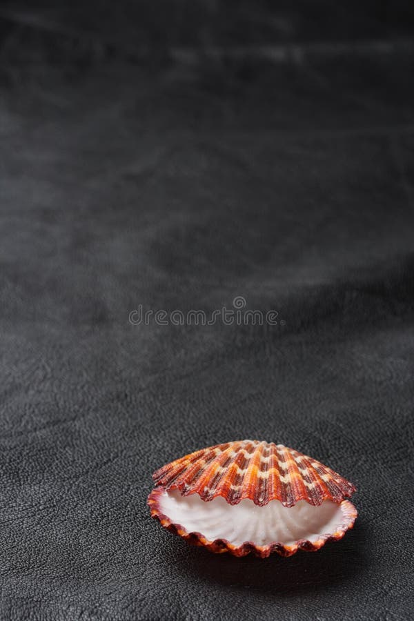 Seashell Sea Shell On Old Black Leather Background Picture. Image: 6289542