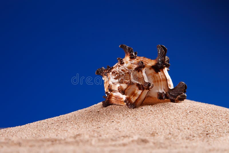 Seashell Sea Shell on Sand Deep Blue Stock Image - Image of muricidae ...