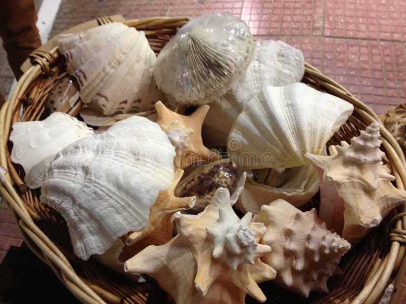 Seashell stock image. Image of seashell, market, mall - 52972219