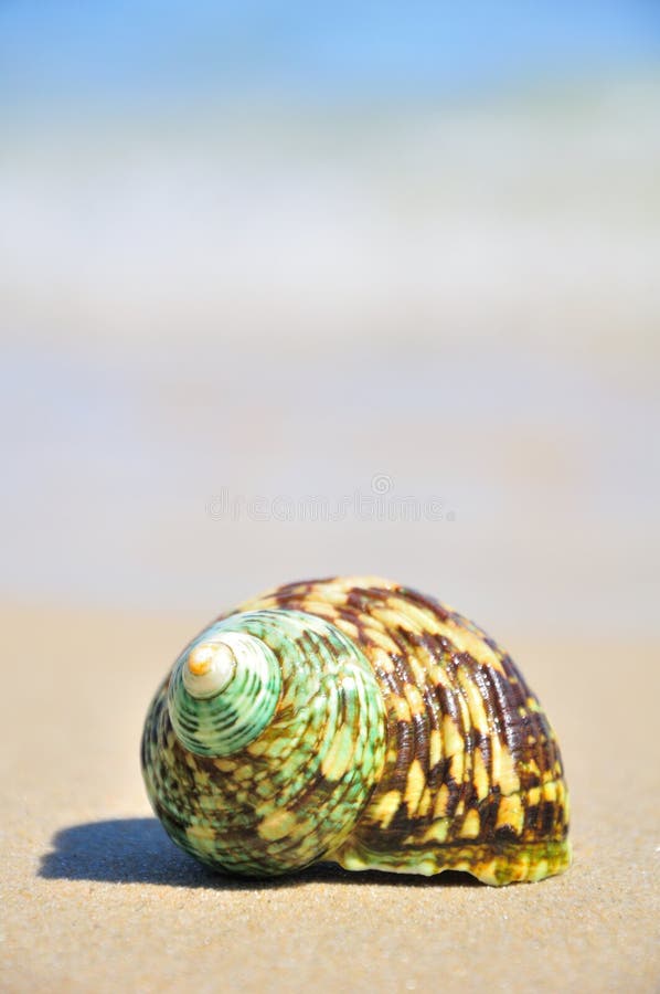 Seashell on the sea shore stock image. Image of depth - 39502257