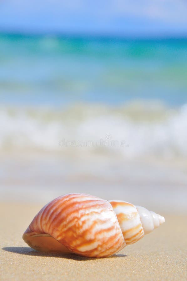 Seashell on the sea shore stock photo. Image of caribbean - 39502260