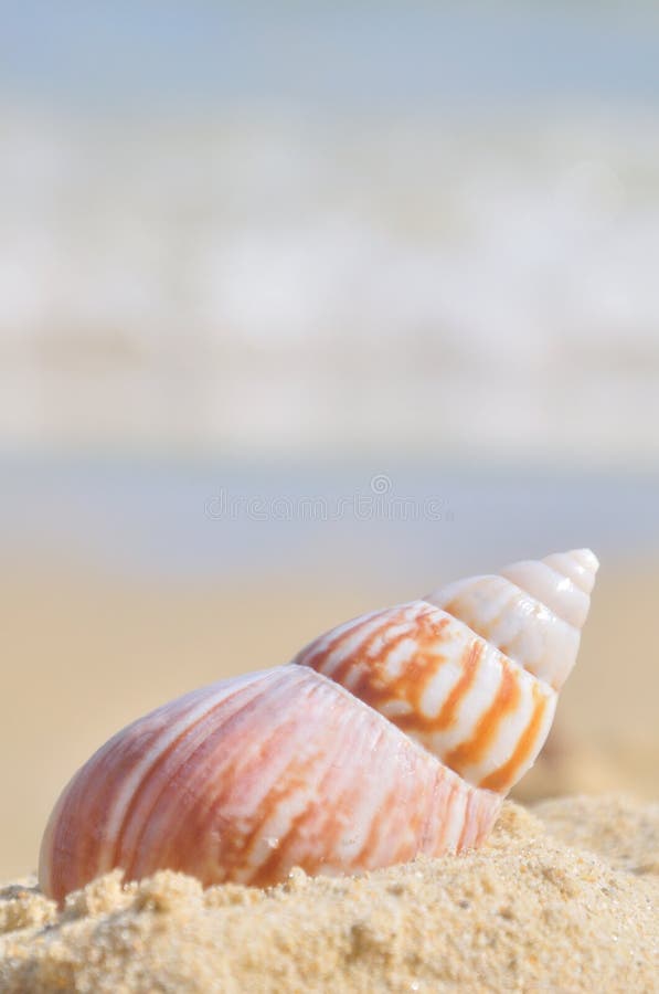 Seashell on the sea shore stock photo. Image of field - 39502300