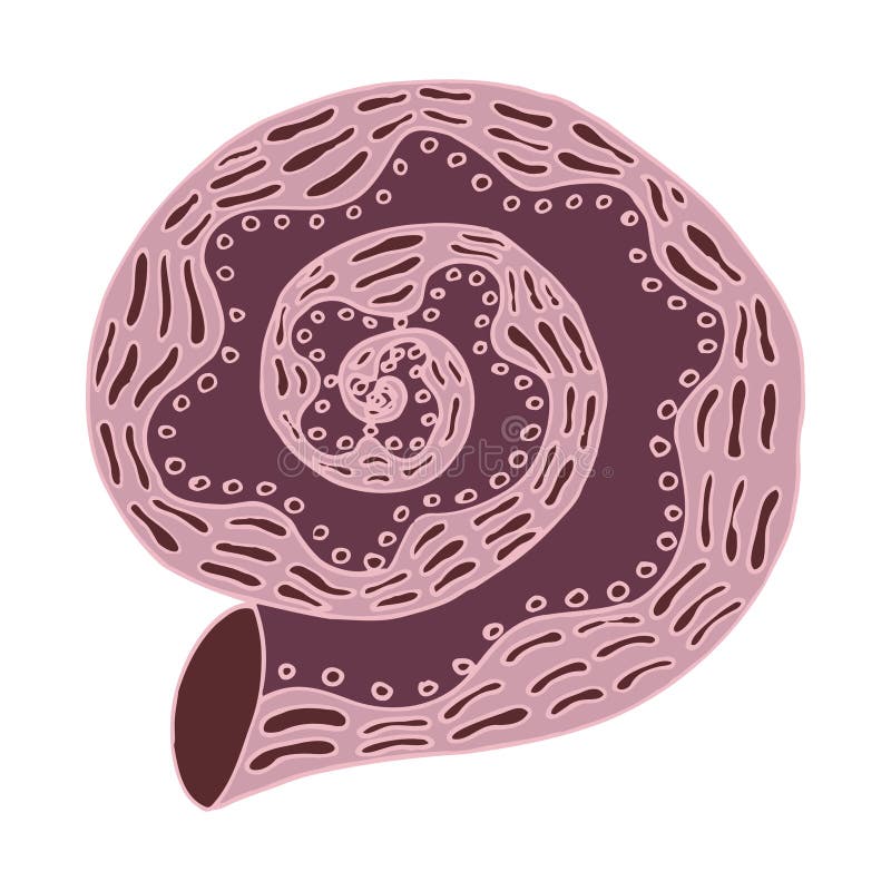 Seashell Sea Vector Isolated Hand Drawing Sketch Pink Stock Vector ...