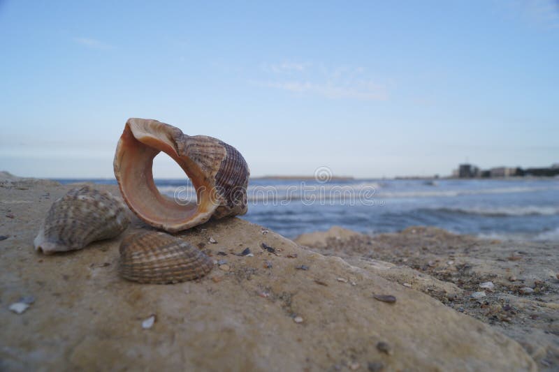 Seashell and sea waves stock image. Image of seascape - 118726751
