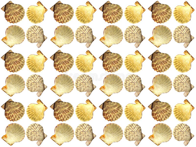 Seashell Seamless Pattern. Watercolor Hand Drawn Illustration with ...