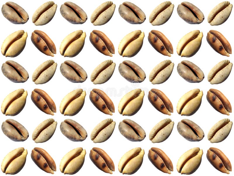 Seashell Seamless Pattern. Watercolor Hand Drawn Illustration with ...