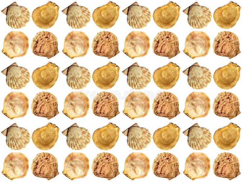 Seashell Seamless Pattern. Watercolor Hand Drawn Illustration with ...