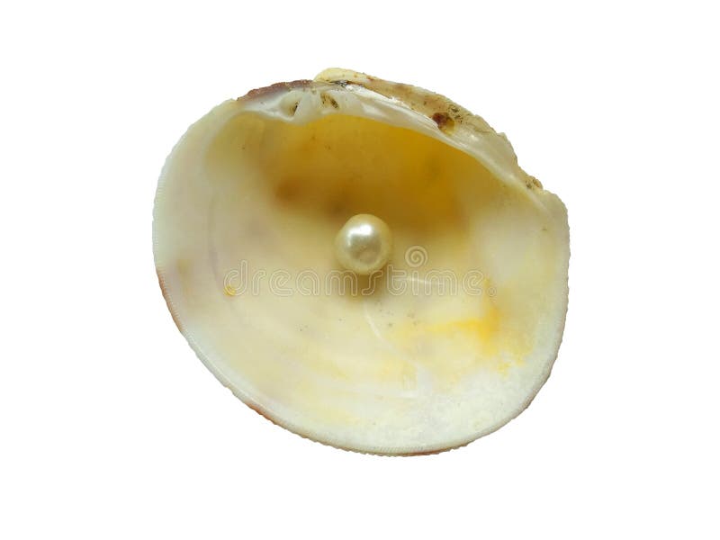 Seashell Seamless with Pearl on a White Background Stock Image - Image ...