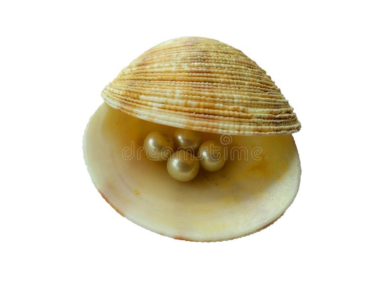 Seashell Seamless with Pearl on a White Background Stock Image - Image ...