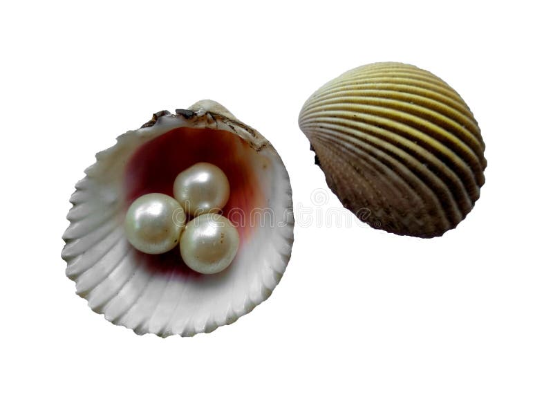 Seashell Seamless with Pearl on a White Background Stock Image - Image ...