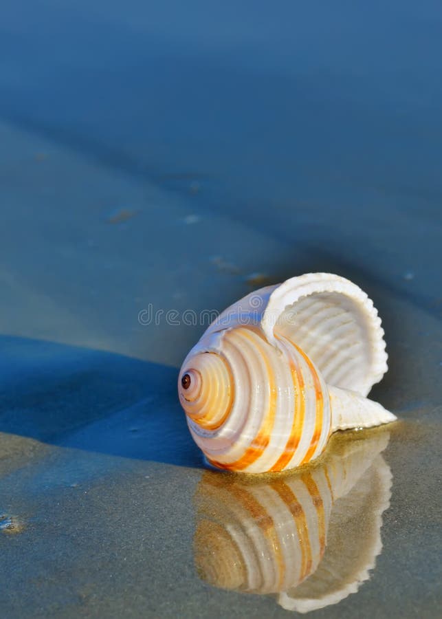 Seashell on the seashore stock image. Image of cancun - 37020261