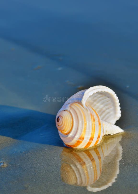 Seashell on the seashore stock image. Image of cancun - 37020261