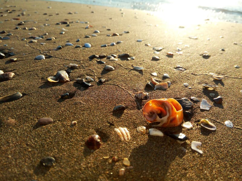 Seashell stock image. Image of wave, arab, mediteranean - 104182889