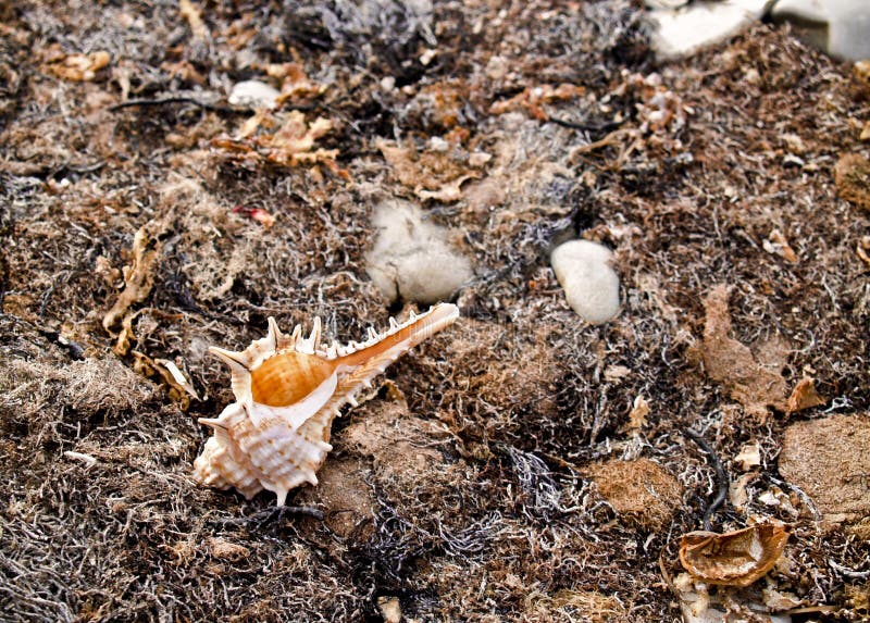 Seashell on seaweed stock photo. Image of nature, circle - 4736266