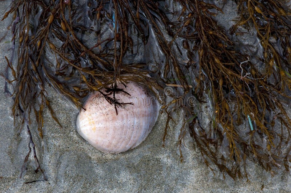 Seashell, seaweed and sand stock image. Image of sand - 21341329