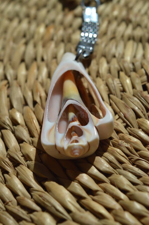 Seashell Section stock image. Image of isolated, kinds - 26118971