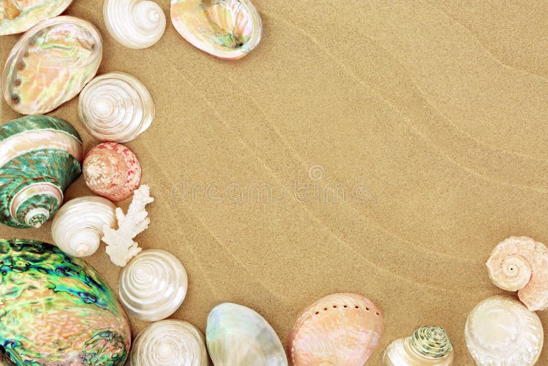 Beautiful Seashells on the Beach Stock Image - Image of sands, shell ...