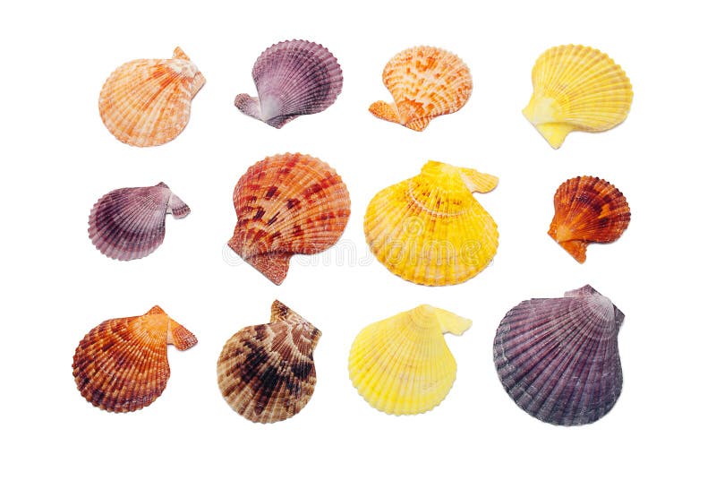 Seashell set. stock image. Image of orange, design, life - 19946917
