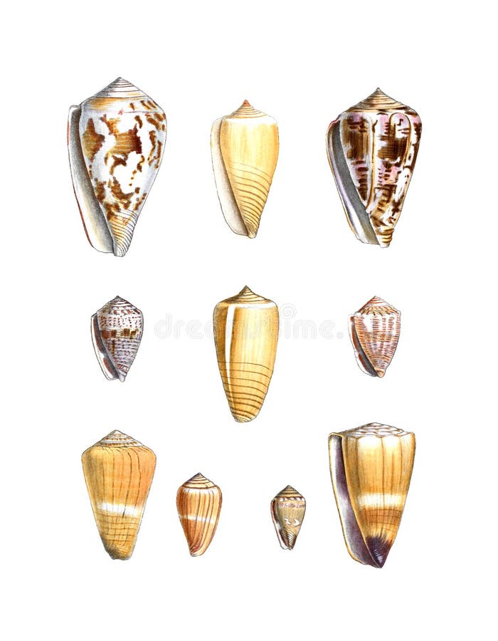 Seashell Set. Illustration of a Collection of Seashells Stock ...