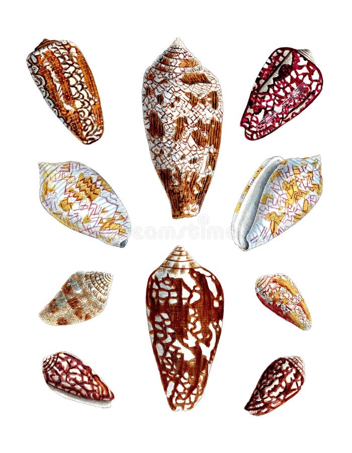 Seashell Set. Illustration of a Collection of Seashells Stock ...