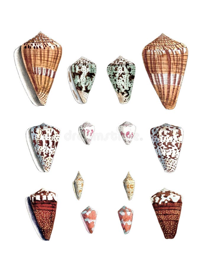 Seashell Set. Illustration of a Collection of Seashells Stock ...