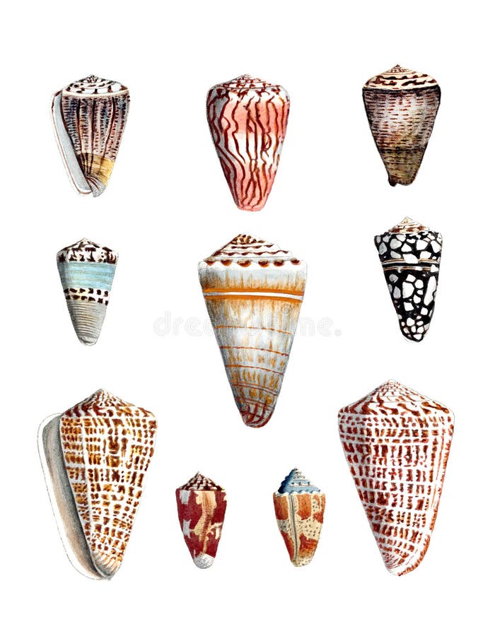 Seashell Set. Illustration of a Collection of Seashells Stock ...