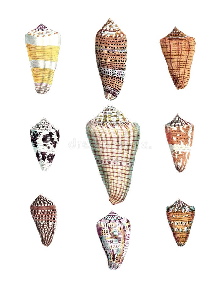 Seashell Set. Illustration of a Collection of Seashells Stock ...