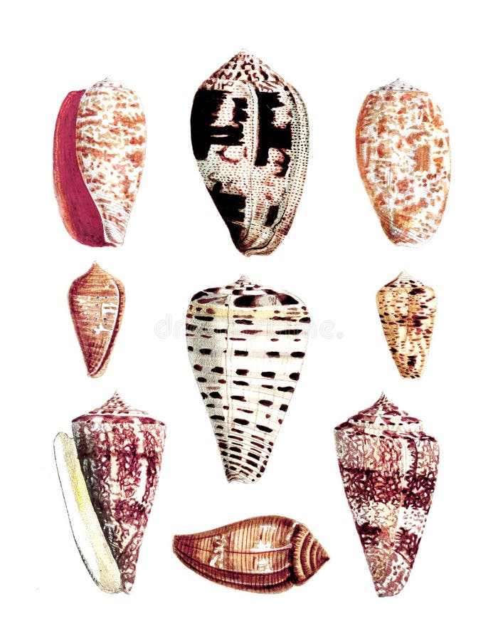 Seashell Set. Illustration of a Collection of Seashells Stock ...