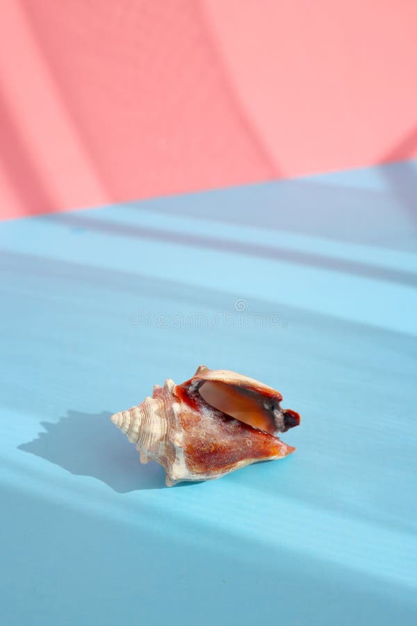 Seashell with Shade on the Pink and Blue Background. Creative Colorful ...