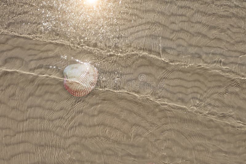 Seashell in the Shallow Sea Stock Photo - Image of sunset, ocean: 188757790