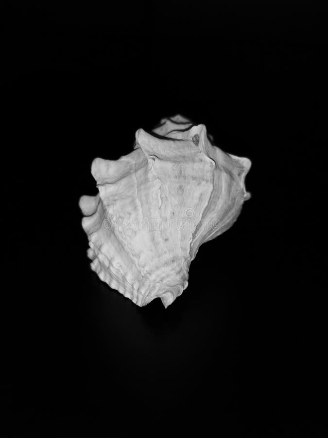 Shell in Black and White stock photo. Image of snail, spiral - 543178