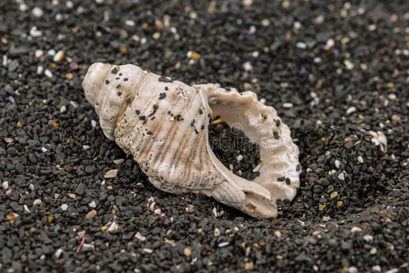 Seashell stock image. Image of gravel, pebbles, seashell - 84259267