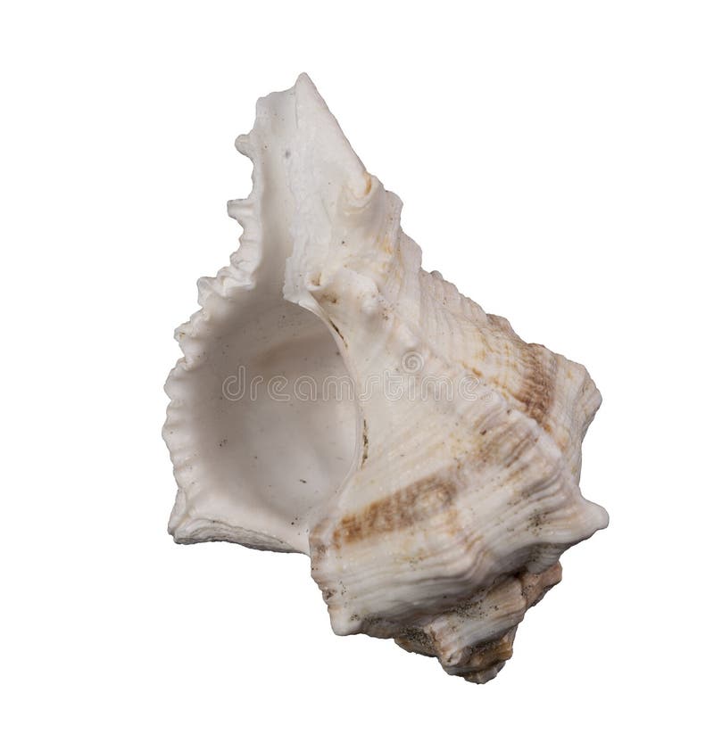 A seashell stock image. Image of marine, design, object - 260222805