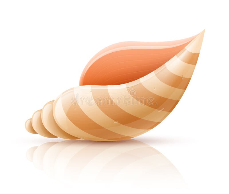 Seashell shellfish stock illustration. Illustration of animal - 54910682
