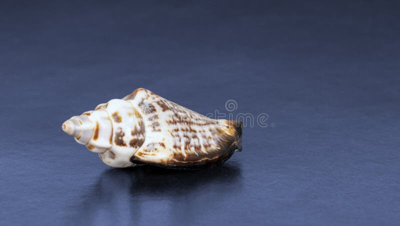 Seashell on a Shiny Dark Blue Surface Stock Image - Image of closeup ...
