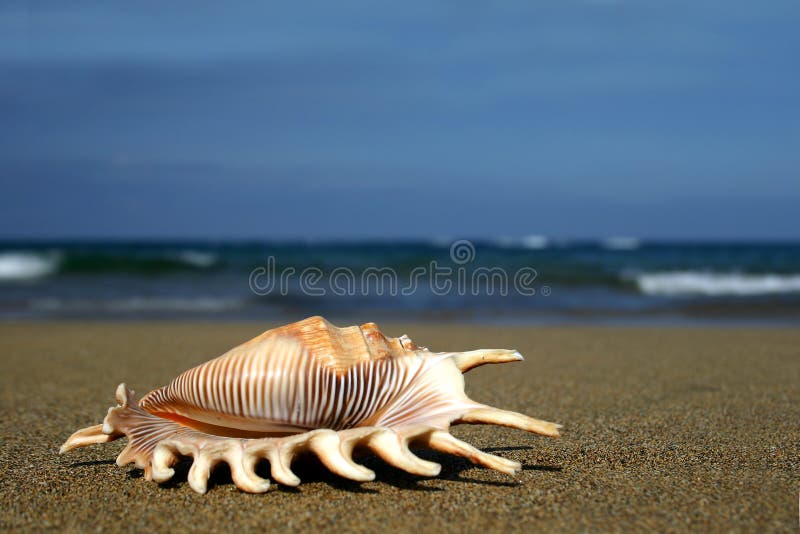 Seashell stock photo. Image of animal, water, dawn, nature - 19079004