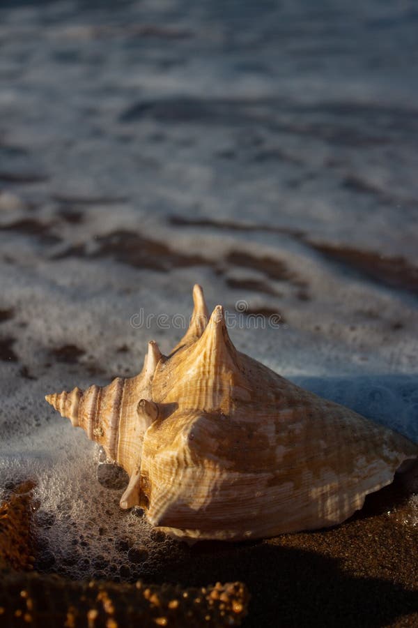 Seashell on the shore stock photo. Image of macrophotography - 239581562