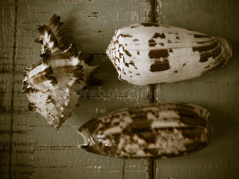 Seashell Side View , Put on Wooden Floor. Stock Photo - Image of ocean ...