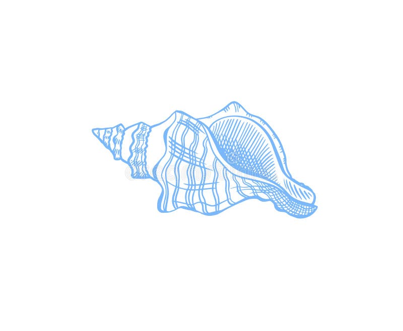 Seashell Sketch Drawing Vector Illustration Stock Vector - Illustration ...