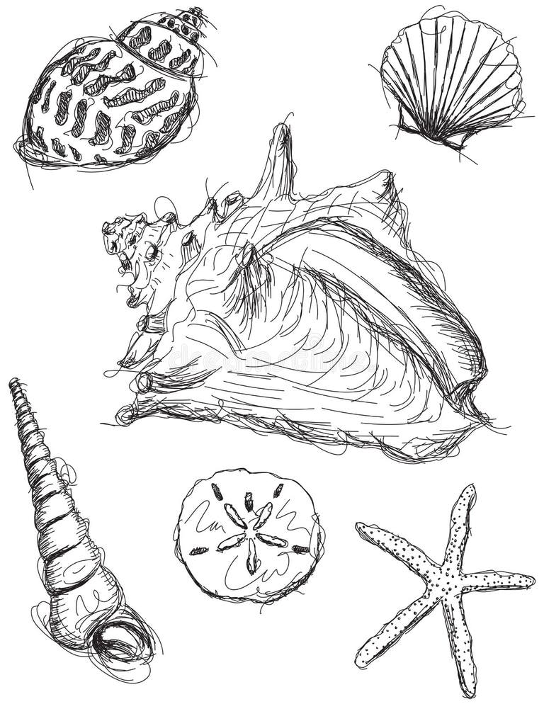 Line Drawing Seashell Stock Illustrations – 5,558 Line Drawing Seashell ...