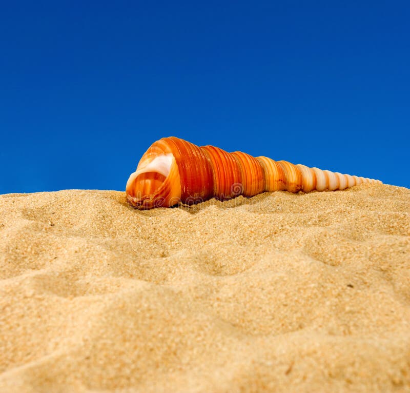 Seashell on sky background stock photo. Image of blank - 56874362