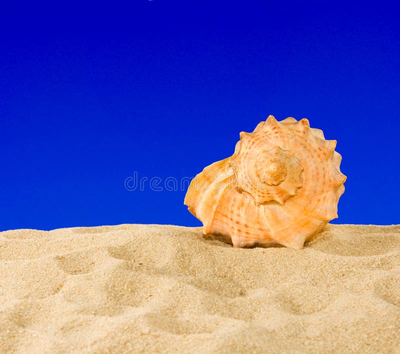 Seashell on sky background stock photo. Image of beautiful - 56874550